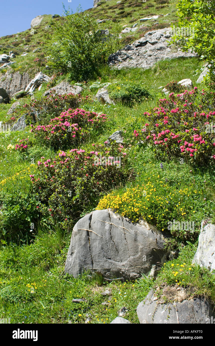 Hillside covered with azaleas and wild alpine plants in Beaufortain ...