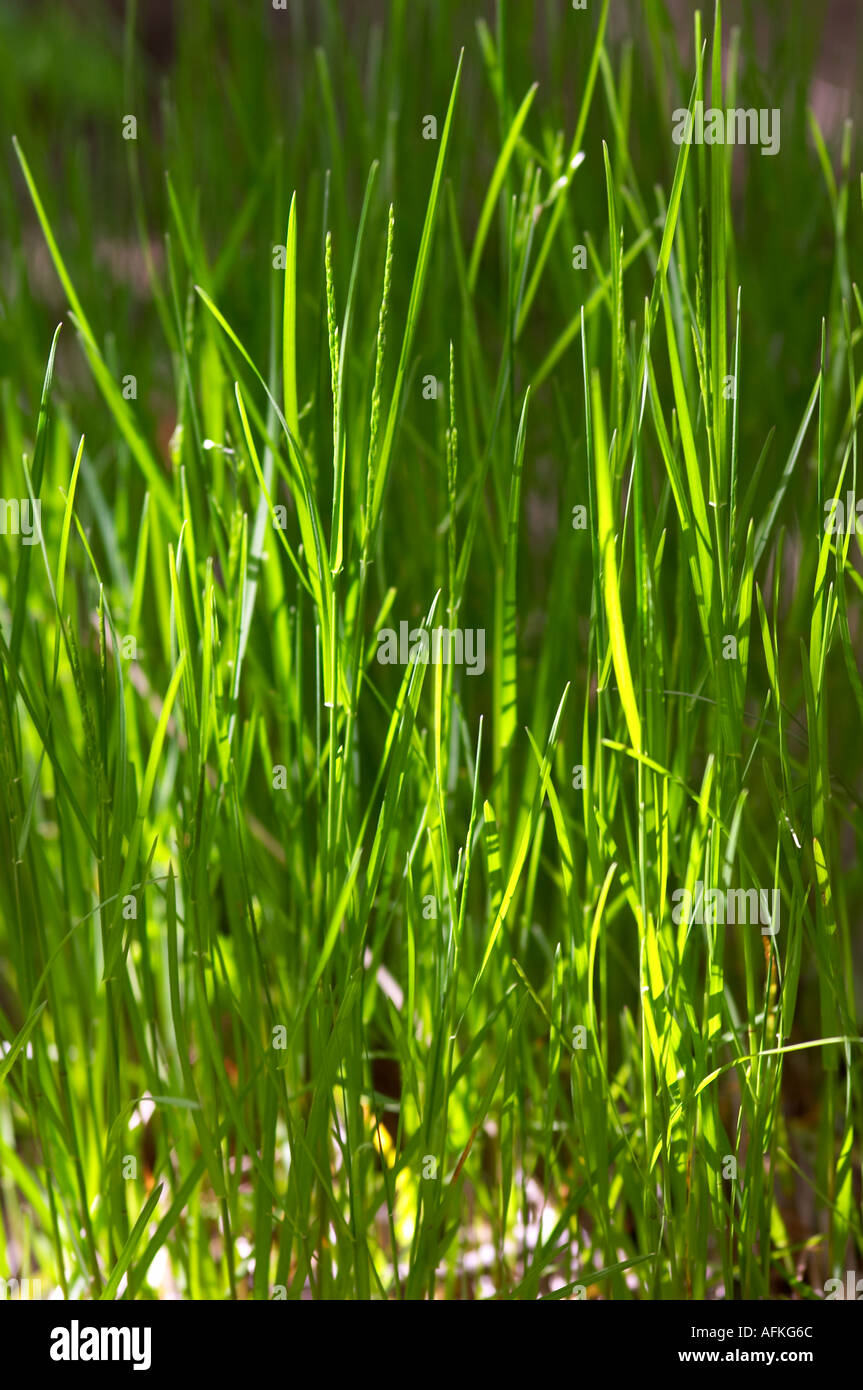 Grass blades detail hi-res stock photography and images - Alamy