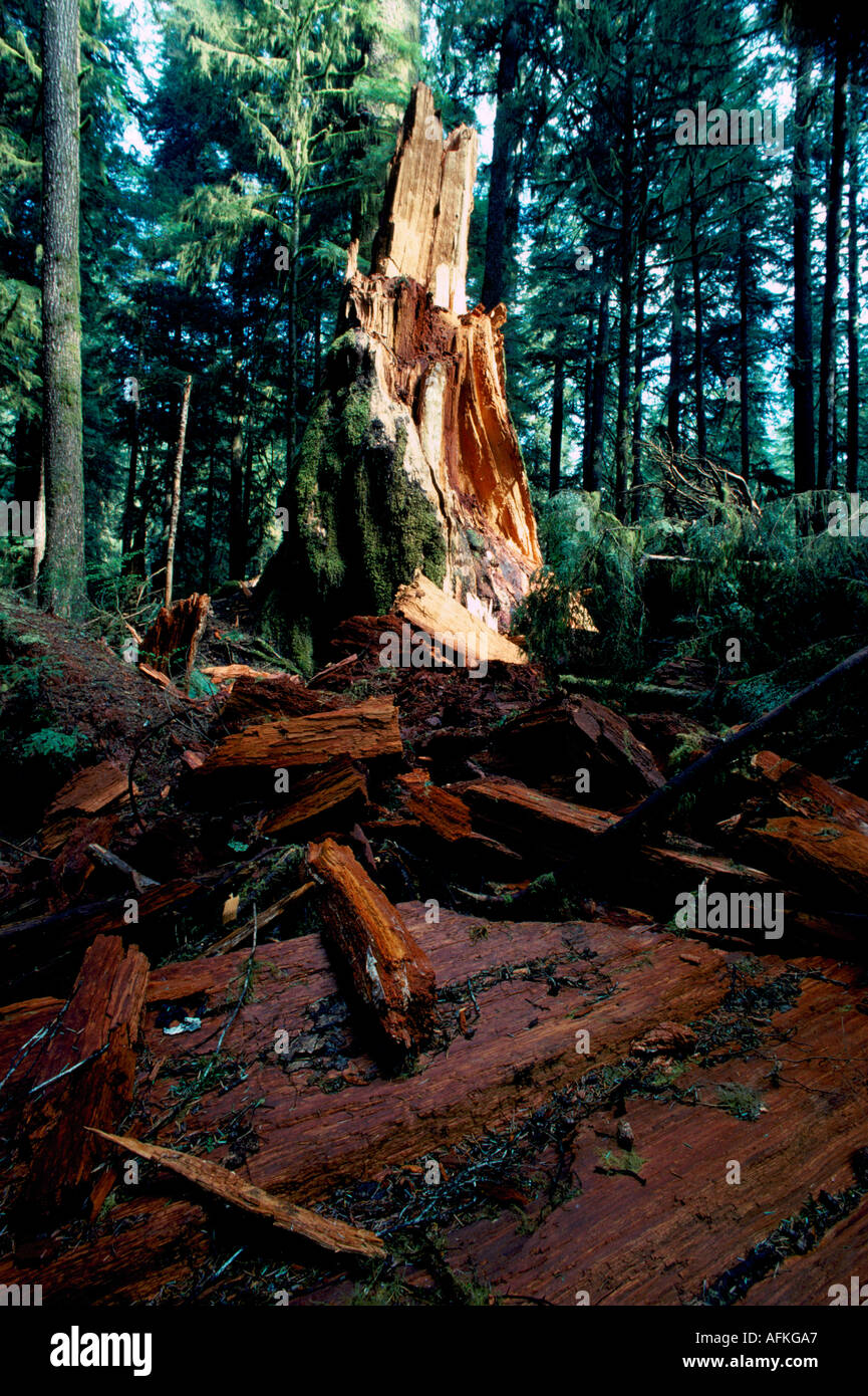 Old Growth Forest, Carmanah Valley, West Coast, Vancouver Island, BC ...