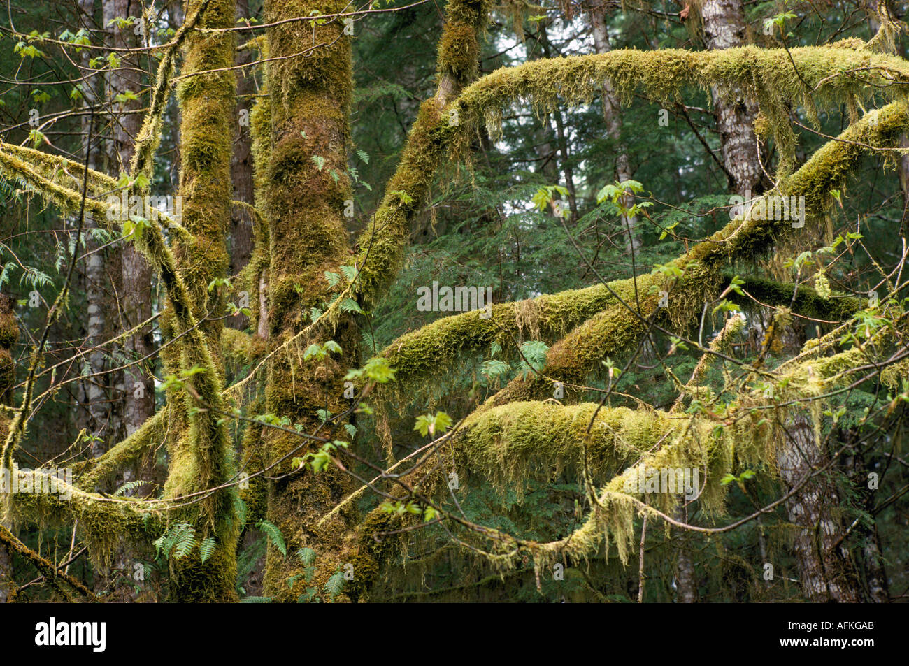 Moss Covered Trees in a Temperate Rainforest on Vancouver Island ...