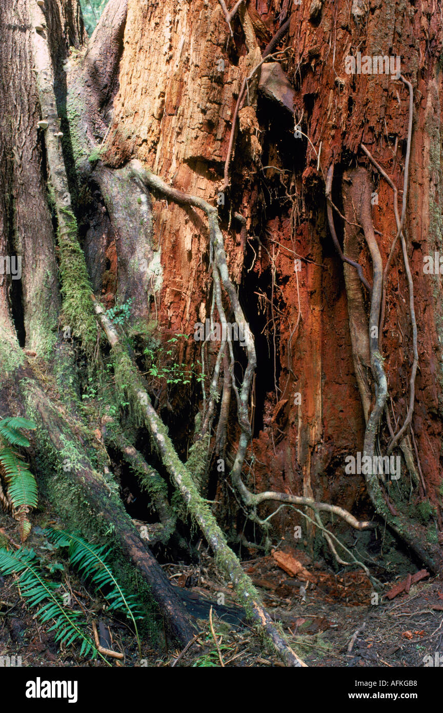 A Rotten Tree Trunk in a West Coast Rainforest on Vancouver Island in ...