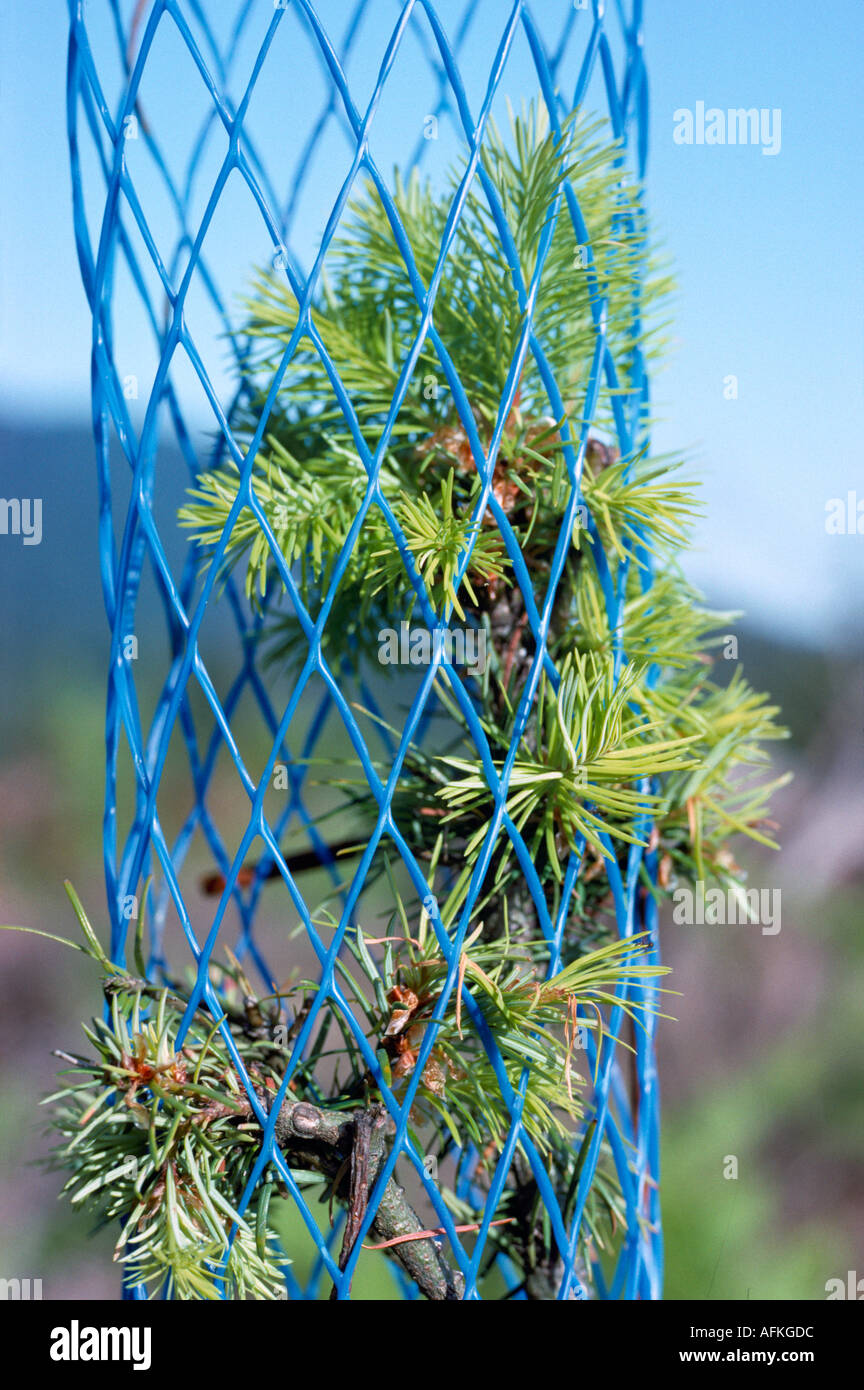Forestry plantation propagation hi-res stock photography and images - Alamy