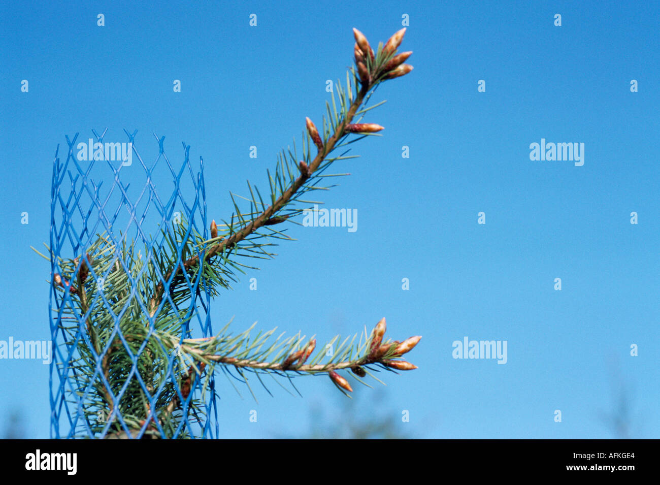 Tree planting bc hi-res stock photography and images - Alamy