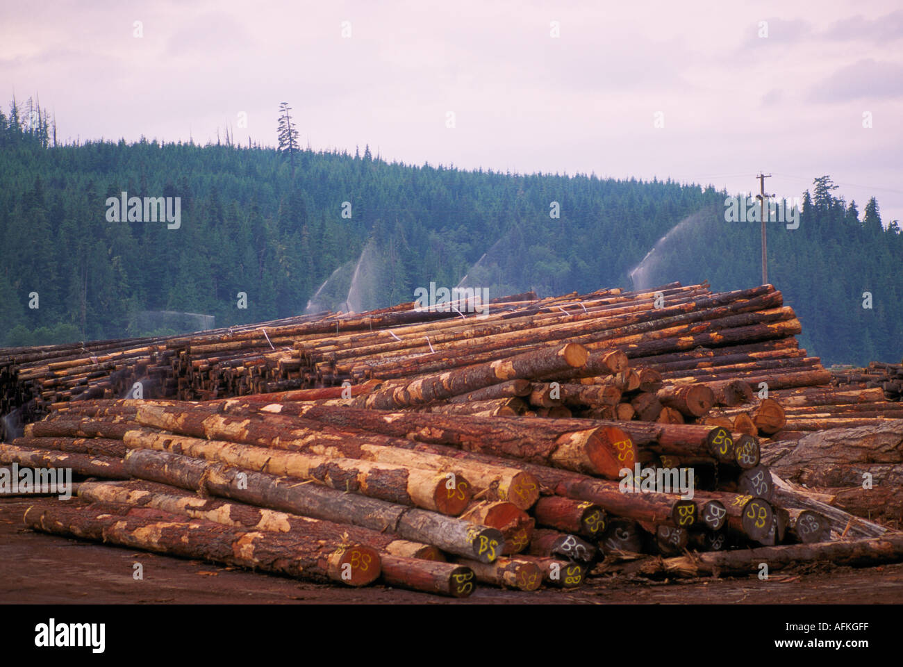 Log sorting hi-res stock photography and images - Alamy