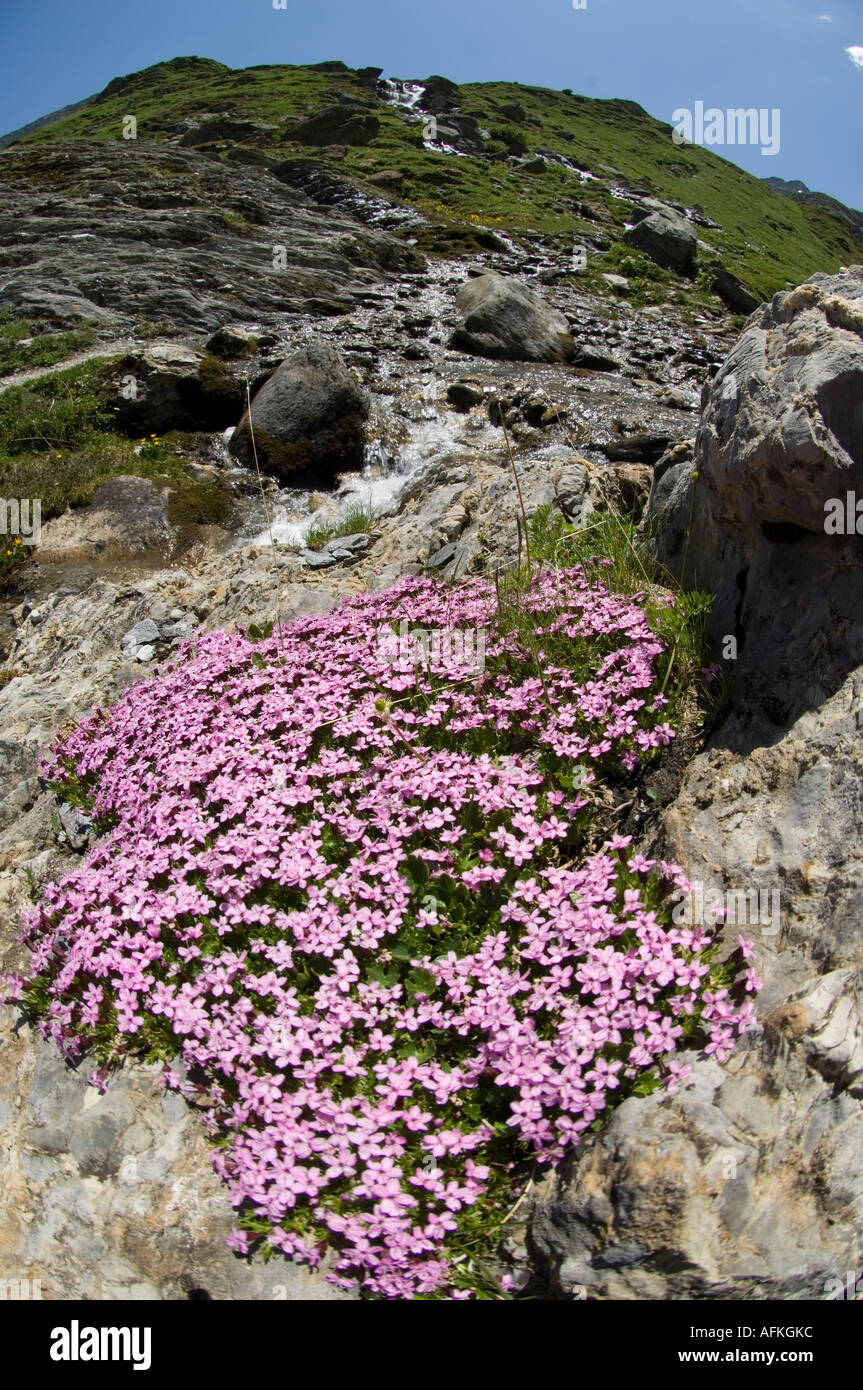 Alpine silene hi-res stock photography and images - Alamy