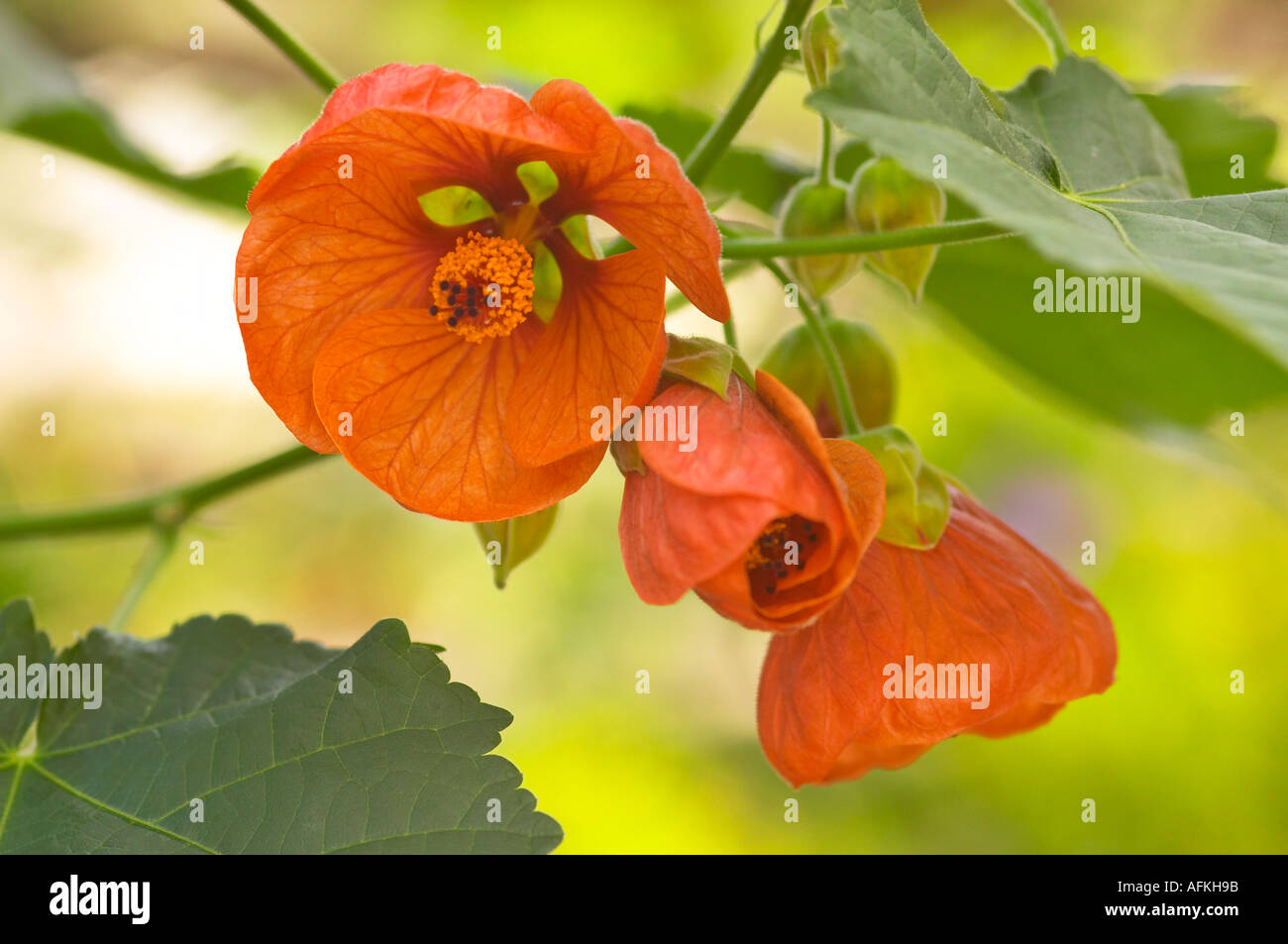 Abutilon flowers hi-res stock photography and images - Alamy