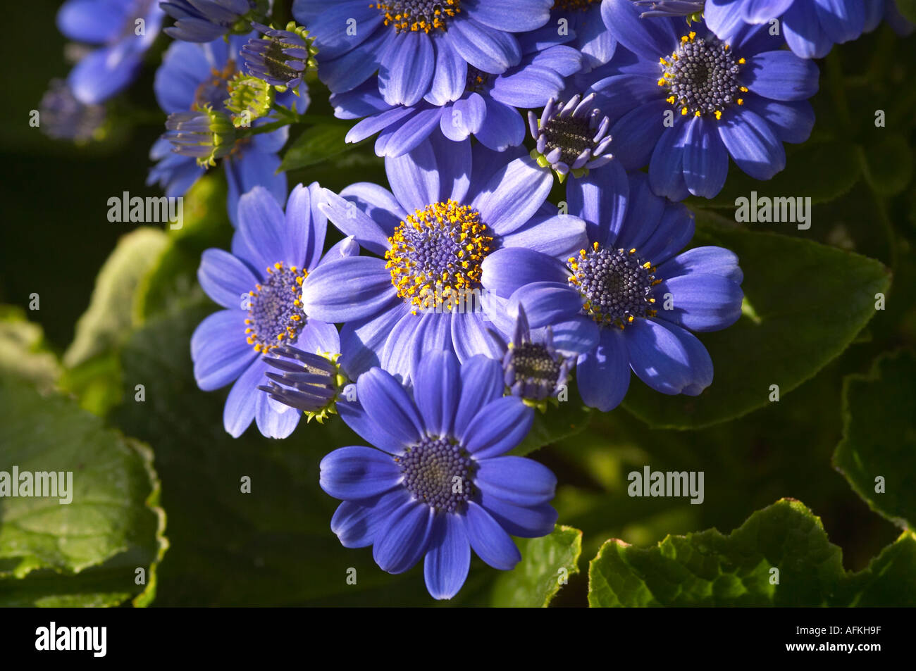 Chrysanthemums odd unnatural flowers hi-res stock photography and ...