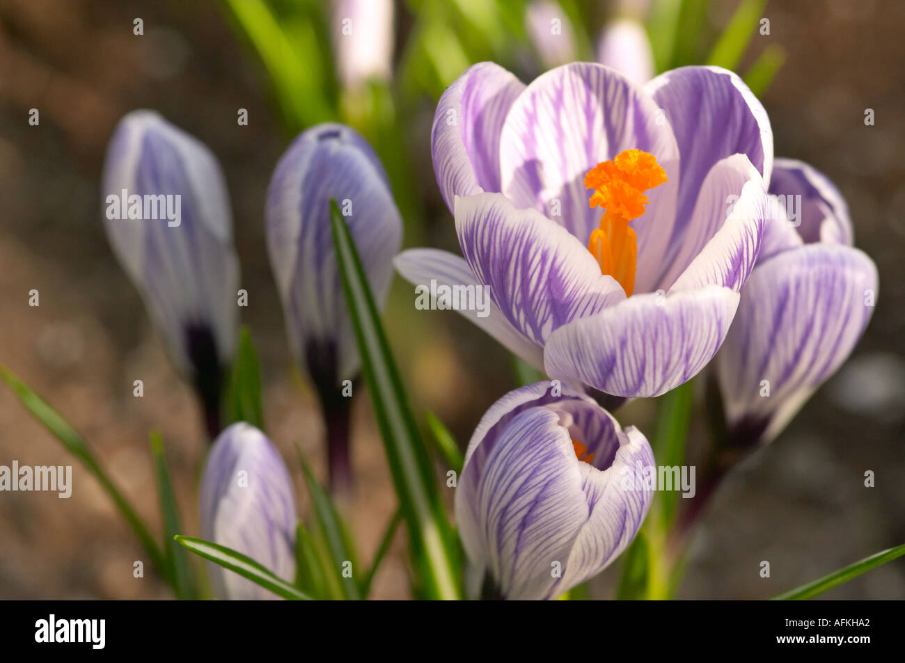 White striped crocus hi-res stock photography and images - Alamy