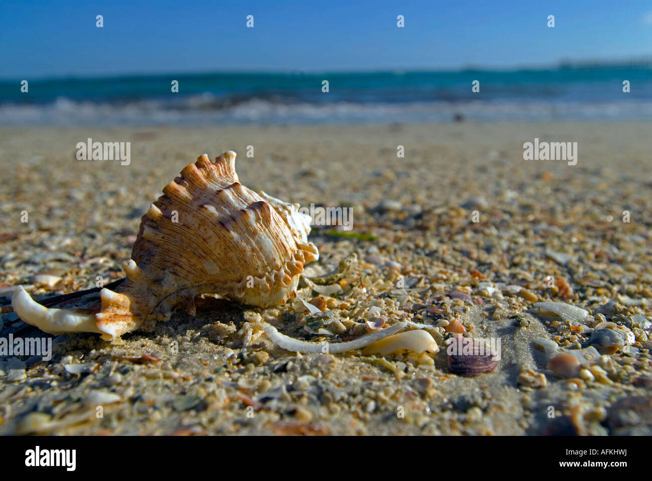 Shells on the beach, Fundu Lagoon Resort, Pemba Island, Zanzibar, East ...