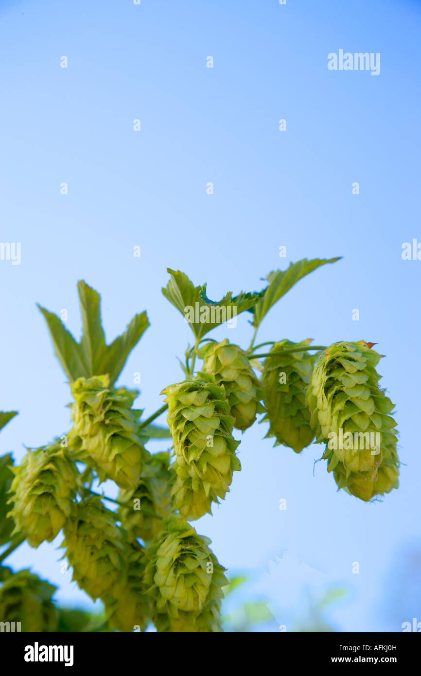 Hops cone hi-res stock photography and images - Alamy