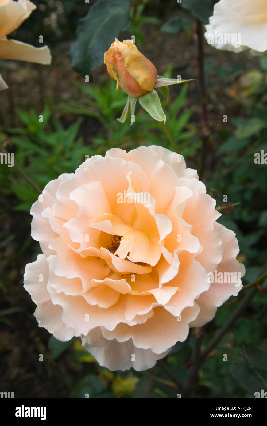 Just joey rose hi-res stock photography and images - Alamy