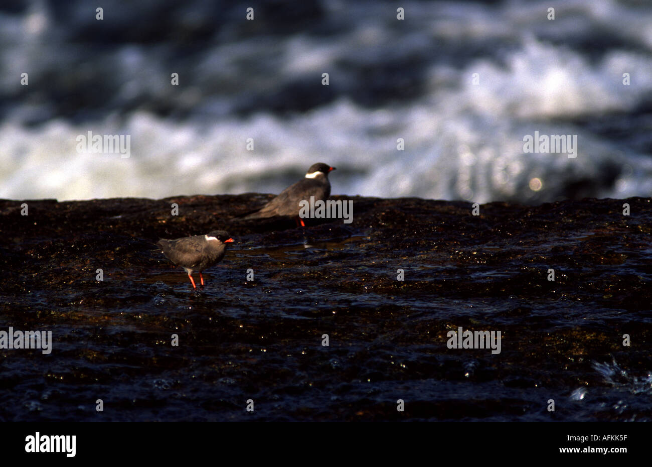 Rock pratincole hi-res stock photography and images - Alamy