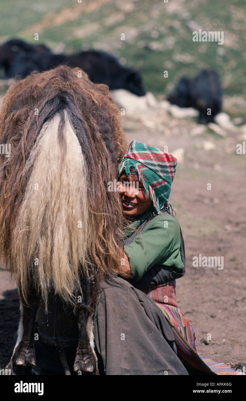 NEPAL South Asia Himalayas Mustang Nomads Tibetan nomad girl milking ...