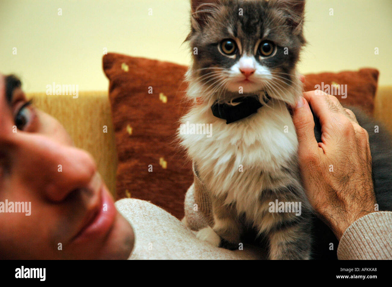 friend cat and man Stock Photo - Alamy