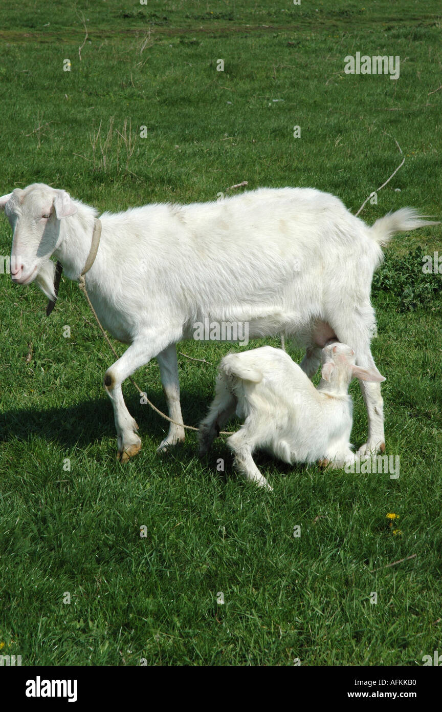 goat Bulgaria motherly motherhood maternal motherlike Stock Photo - Alamy