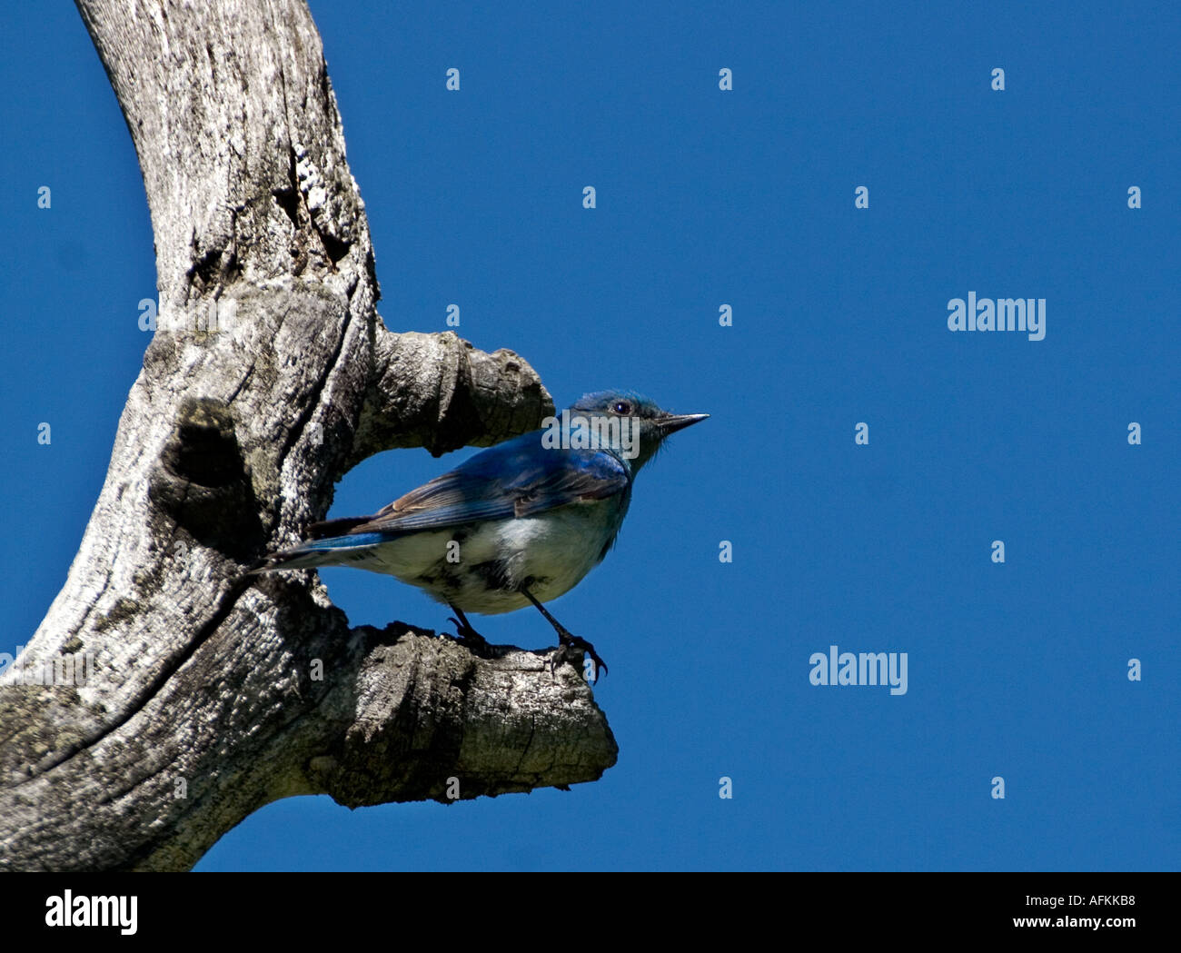 Bluebird bluebird hi-res stock photography and images - Alamy