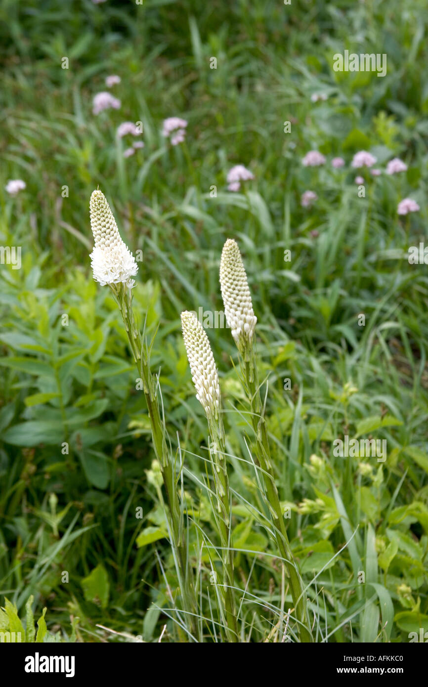 Beargrass hi-res stock photography and images - Alamy