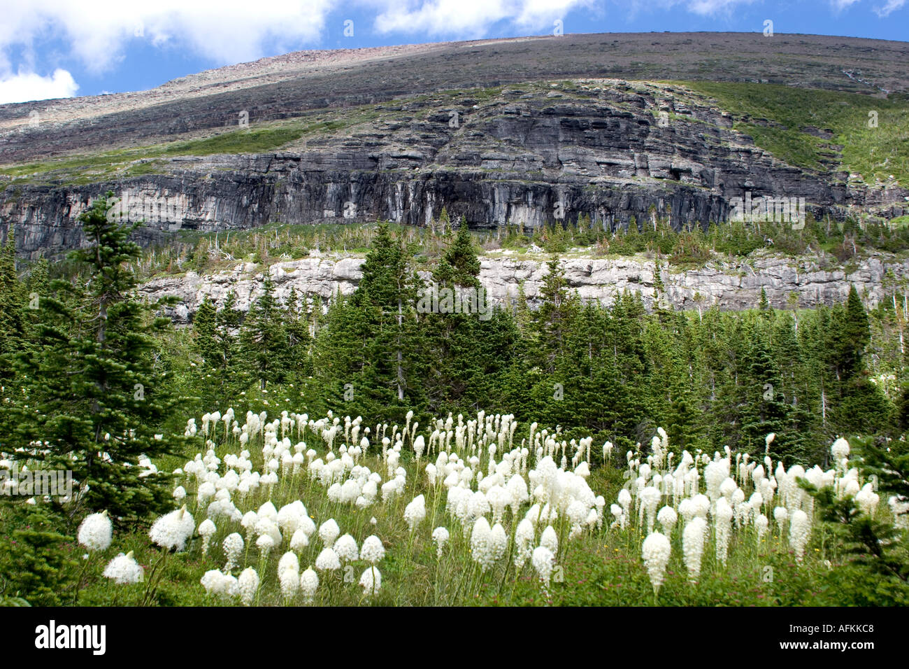 Beargrass hi-res stock photography and images - Alamy