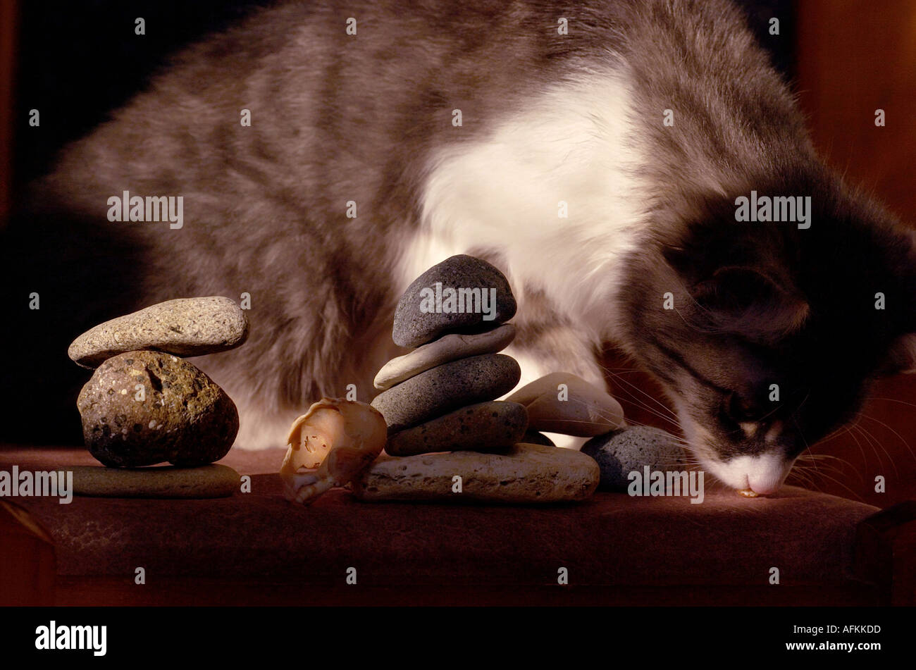 Mystic cat artwork hi-res stock photography and images - Alamy