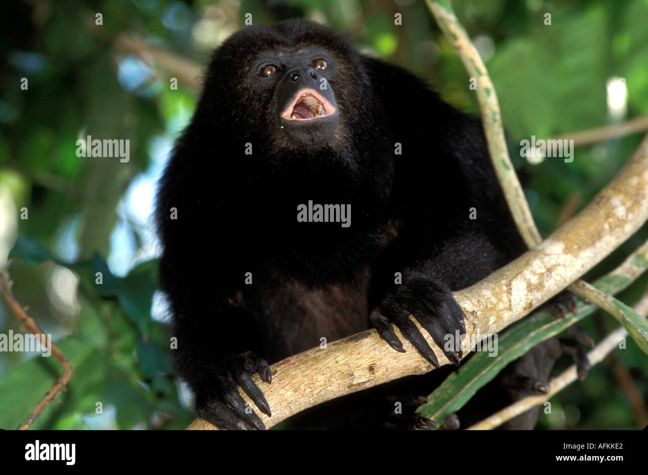 MO2-179 CALLING BLACK HOWLER MONKEY Stock Photo - Alamy