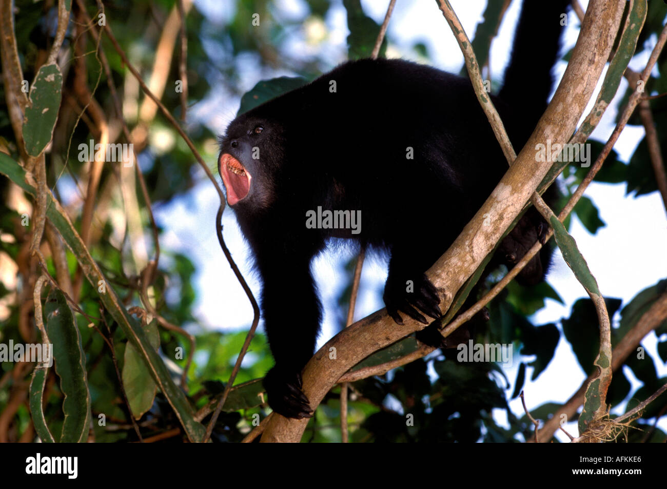 Howler monkey belize hi-res stock photography and images - Alamy
