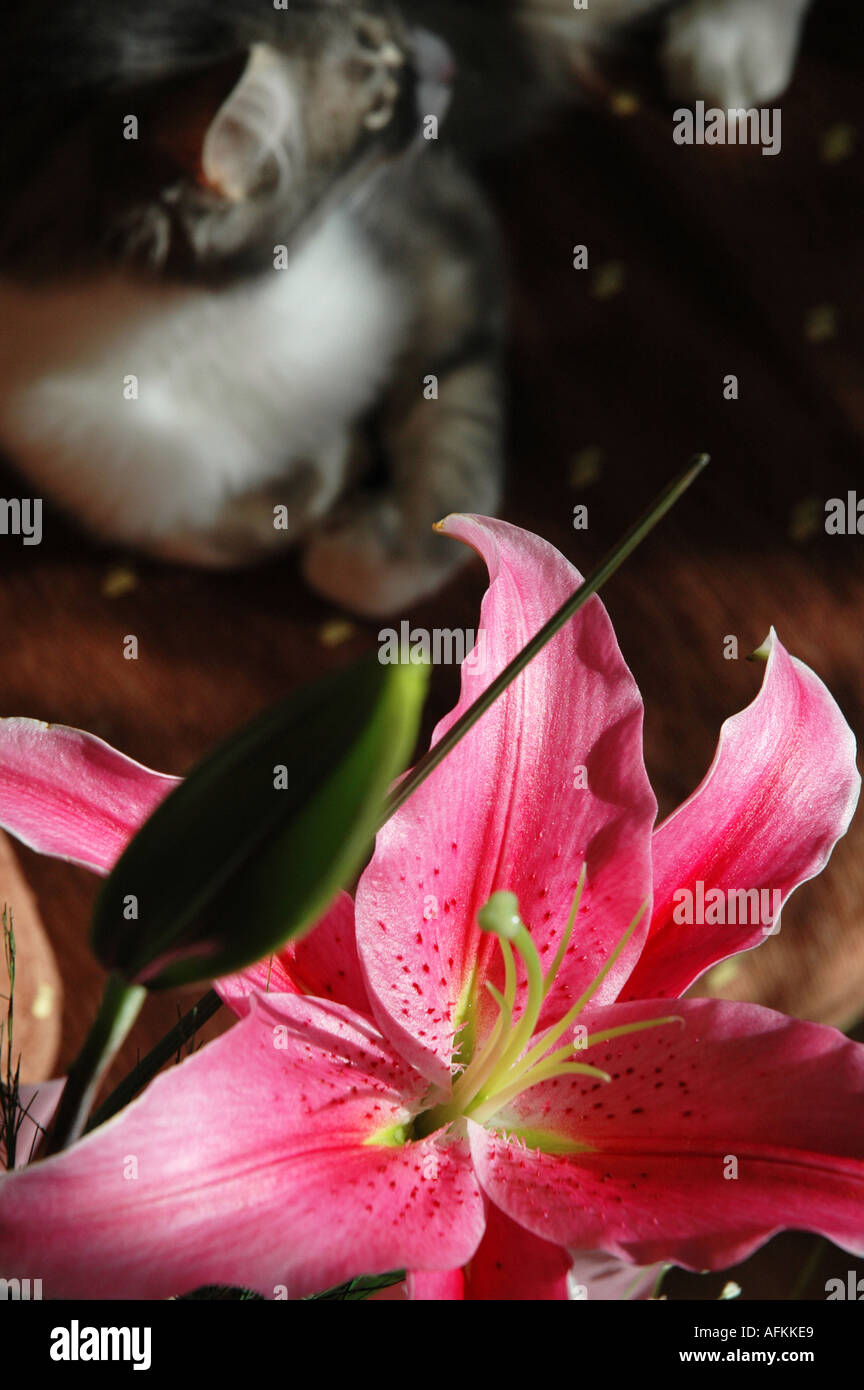 cat with flower Stock Photo - Alamy