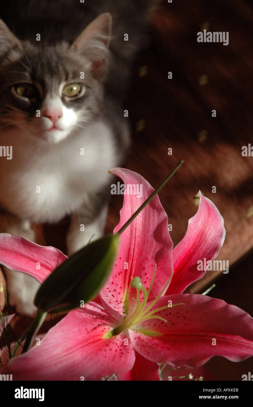 cat with flower Stock Photo - Alamy
