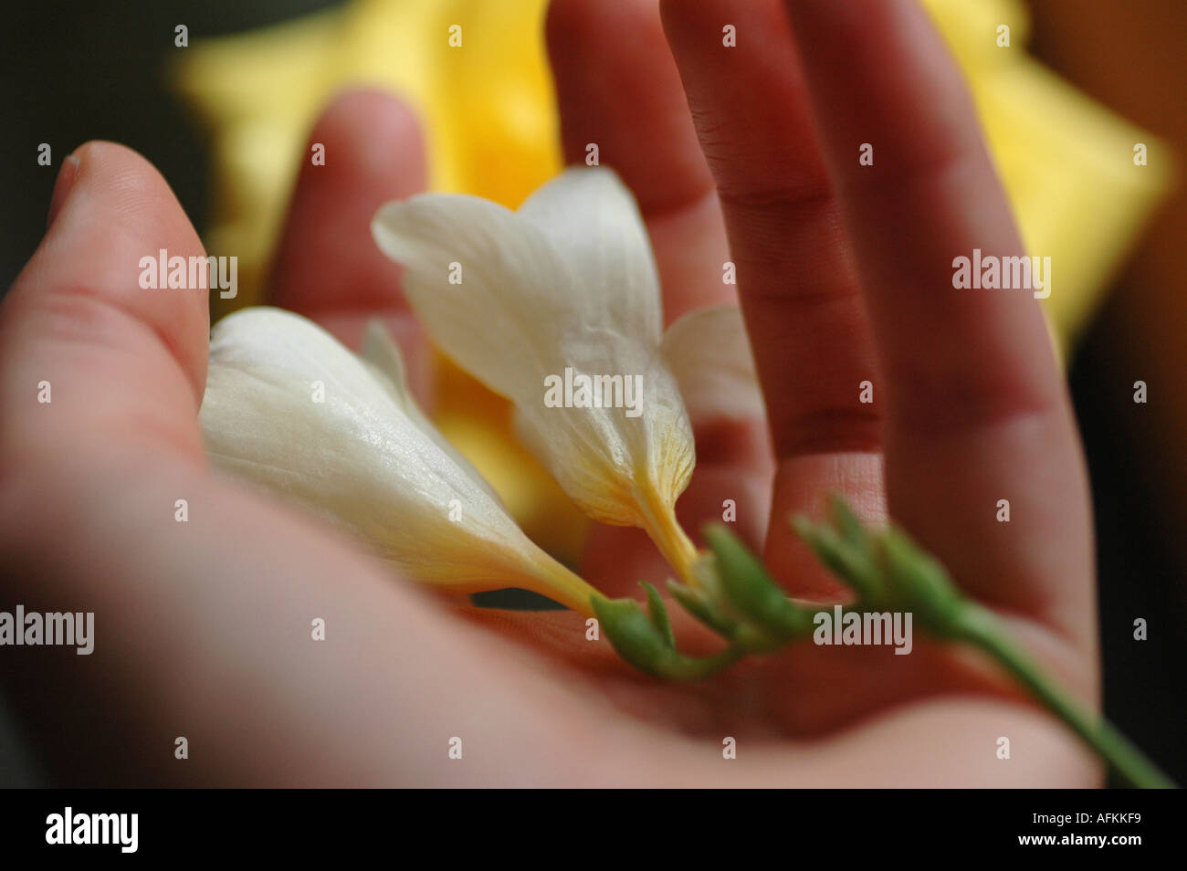 white flower finger hand nature Stock Photo - Alamy