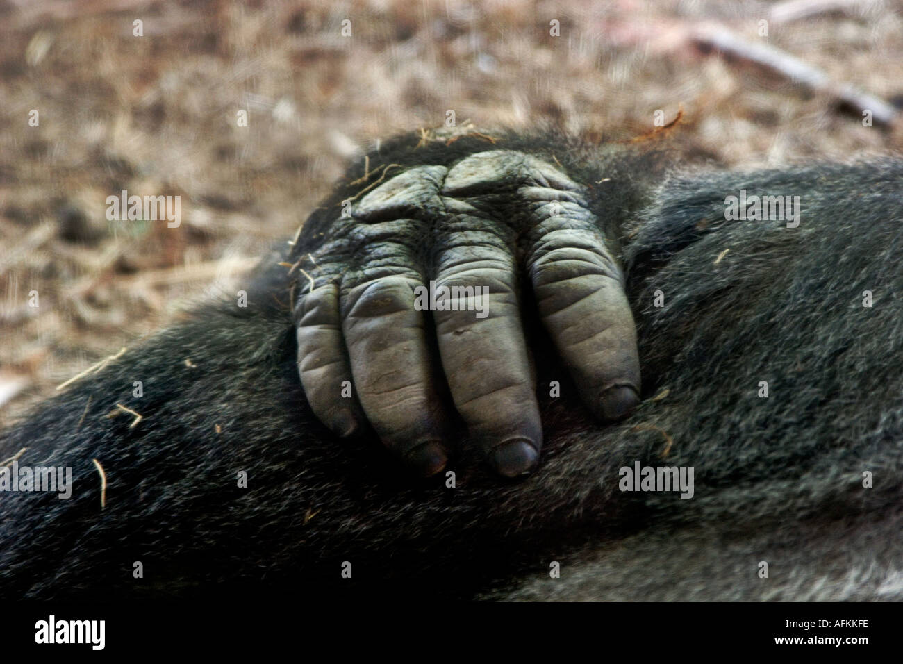 Gorilla hand hi-res stock photography and images - Alamy