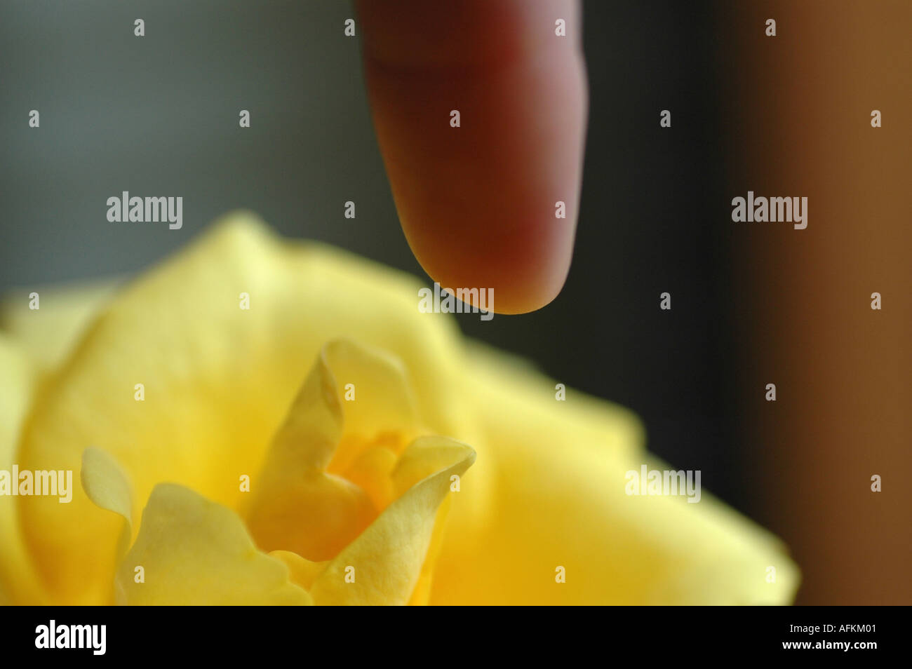 rose flower flora finger Stock Photo - Alamy