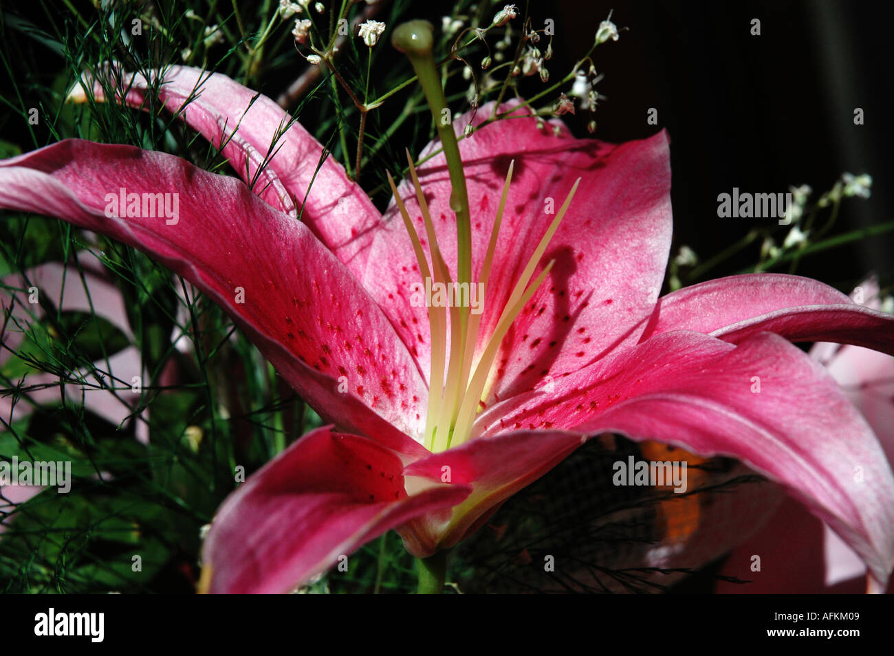 flower flora rose Stock Photo - Alamy