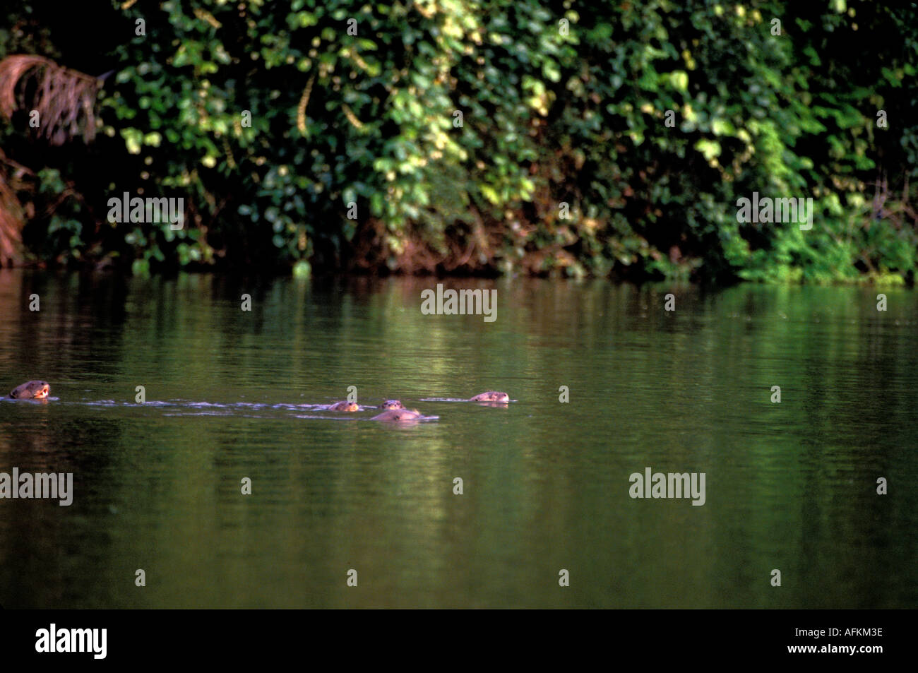 Giant otters peru hi-res stock photography and images - Alamy