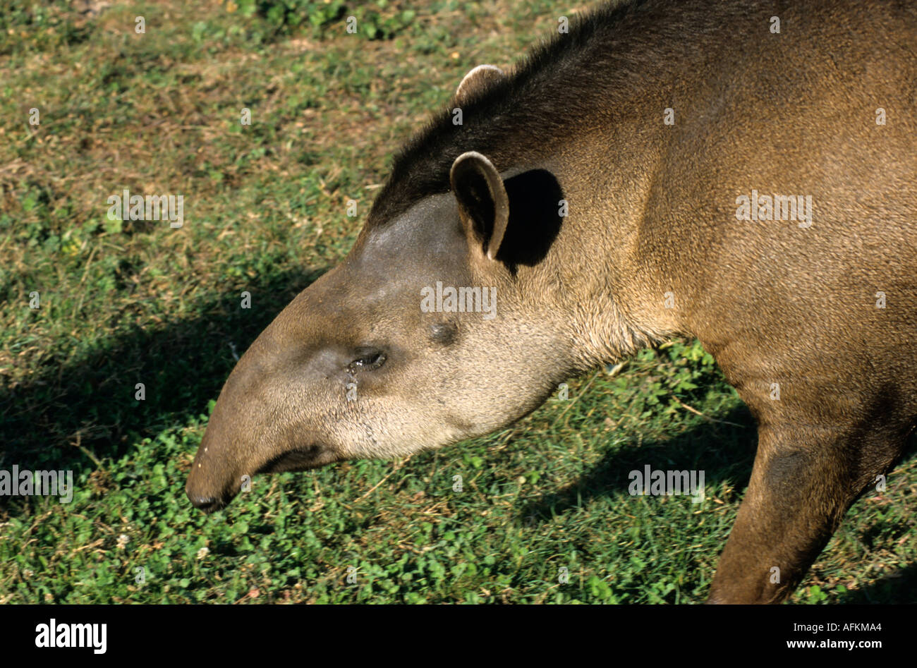 One tapir hi-res stock photography and images - Alamy