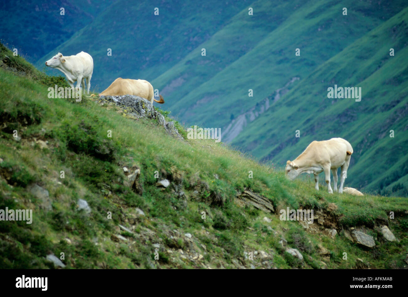 France Pyrenees Mountains Pic Du Midi Three Cows Grazing Stock Photo ...