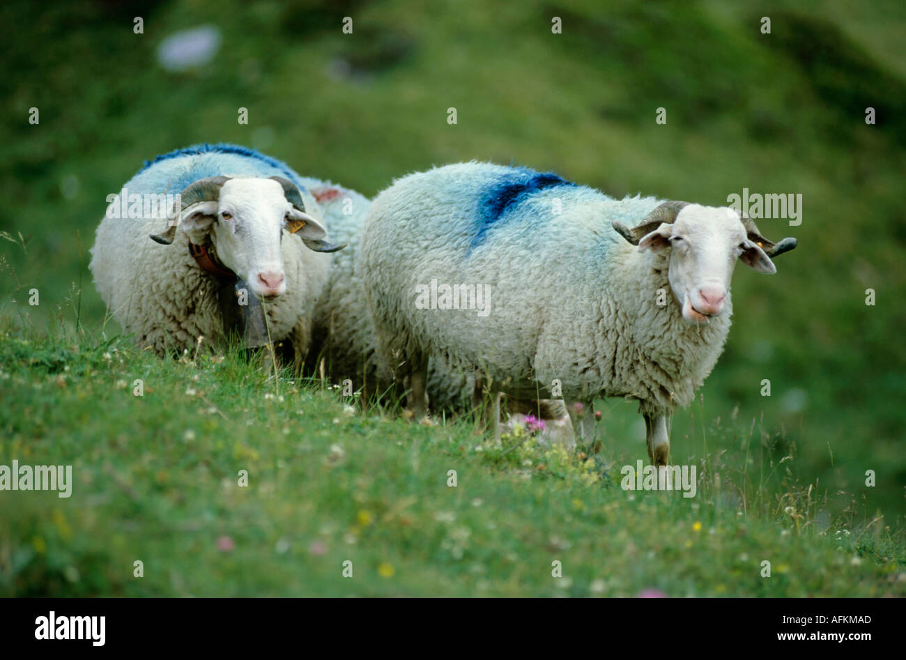 Sheep with blue markings graze on a farm in the Pyrenees, France Stock ...