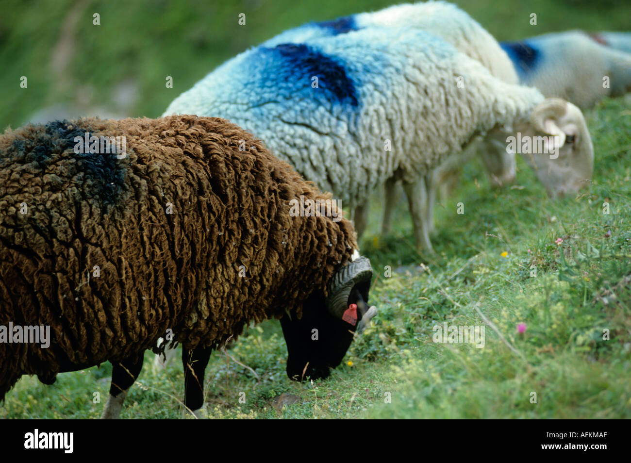 France Pyrenees Mountains Pic Du Midi Sheep Grazing Stock Photo - Alamy