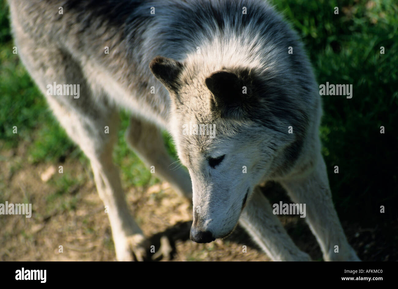 Canadian safari hi-res stock photography and images - Alamy