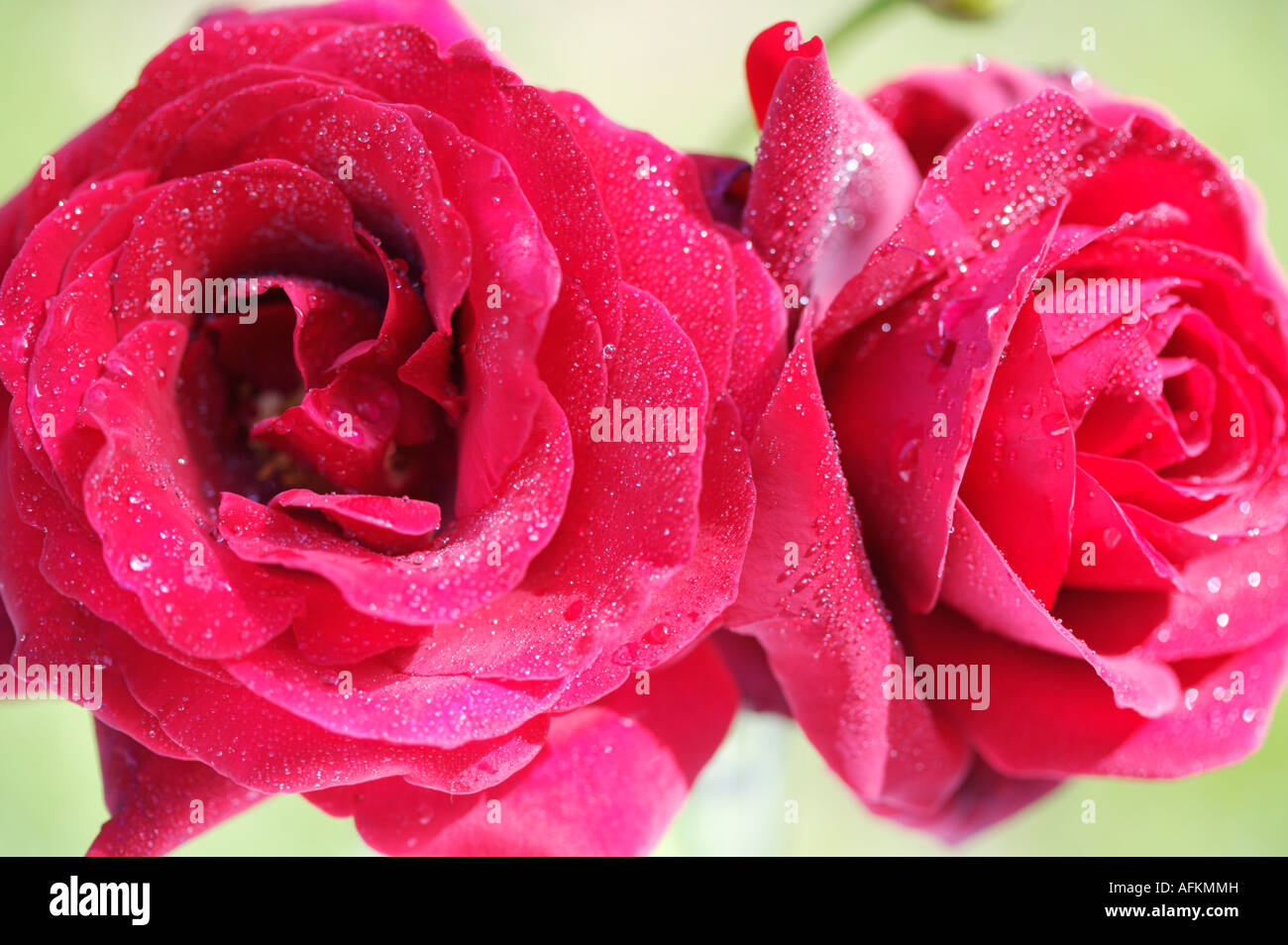 Still-life of velvety red roses Stock Photo - Alamy