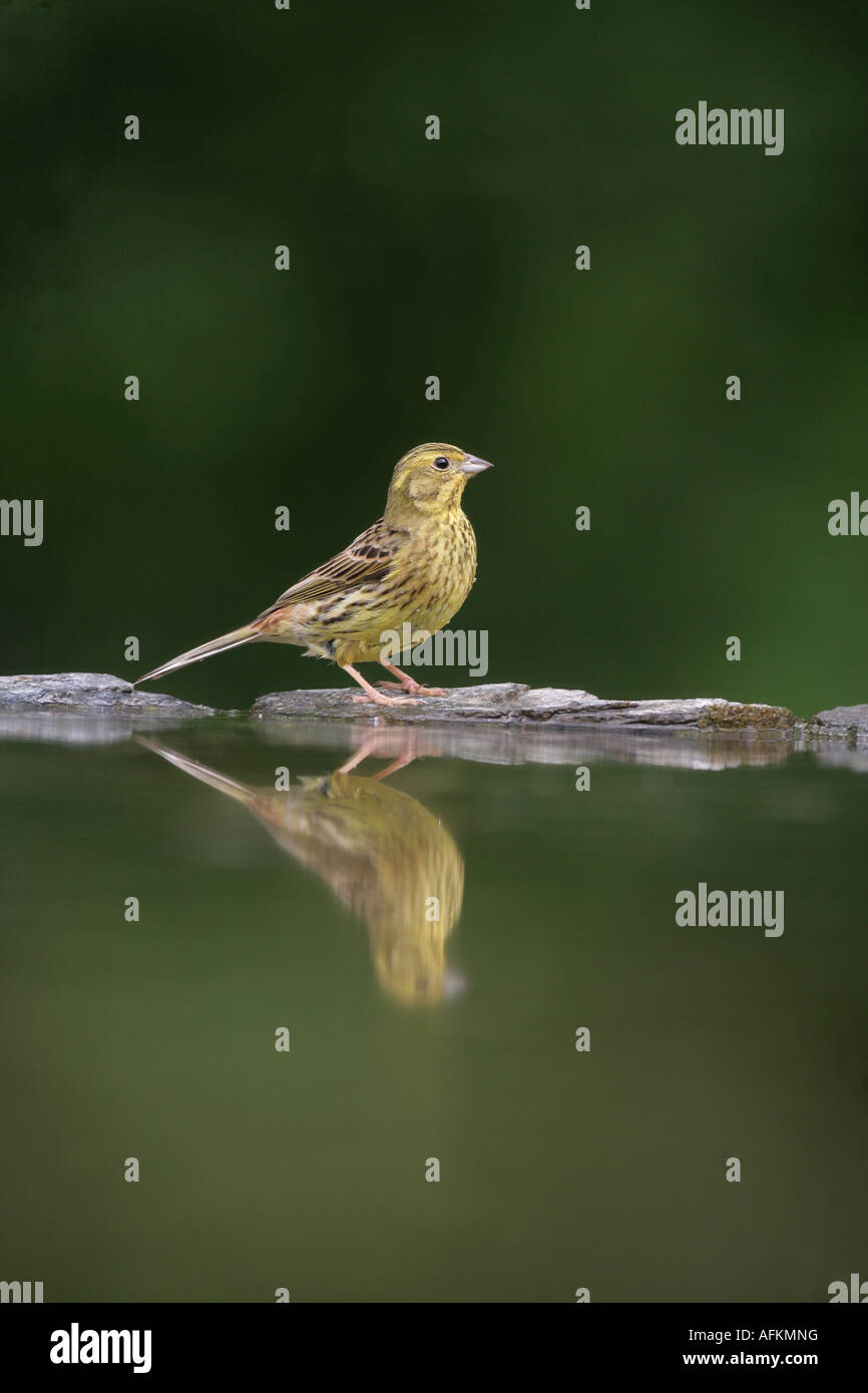 Yellowhammer Emberiza citrinella female Stock Photo - Alamy