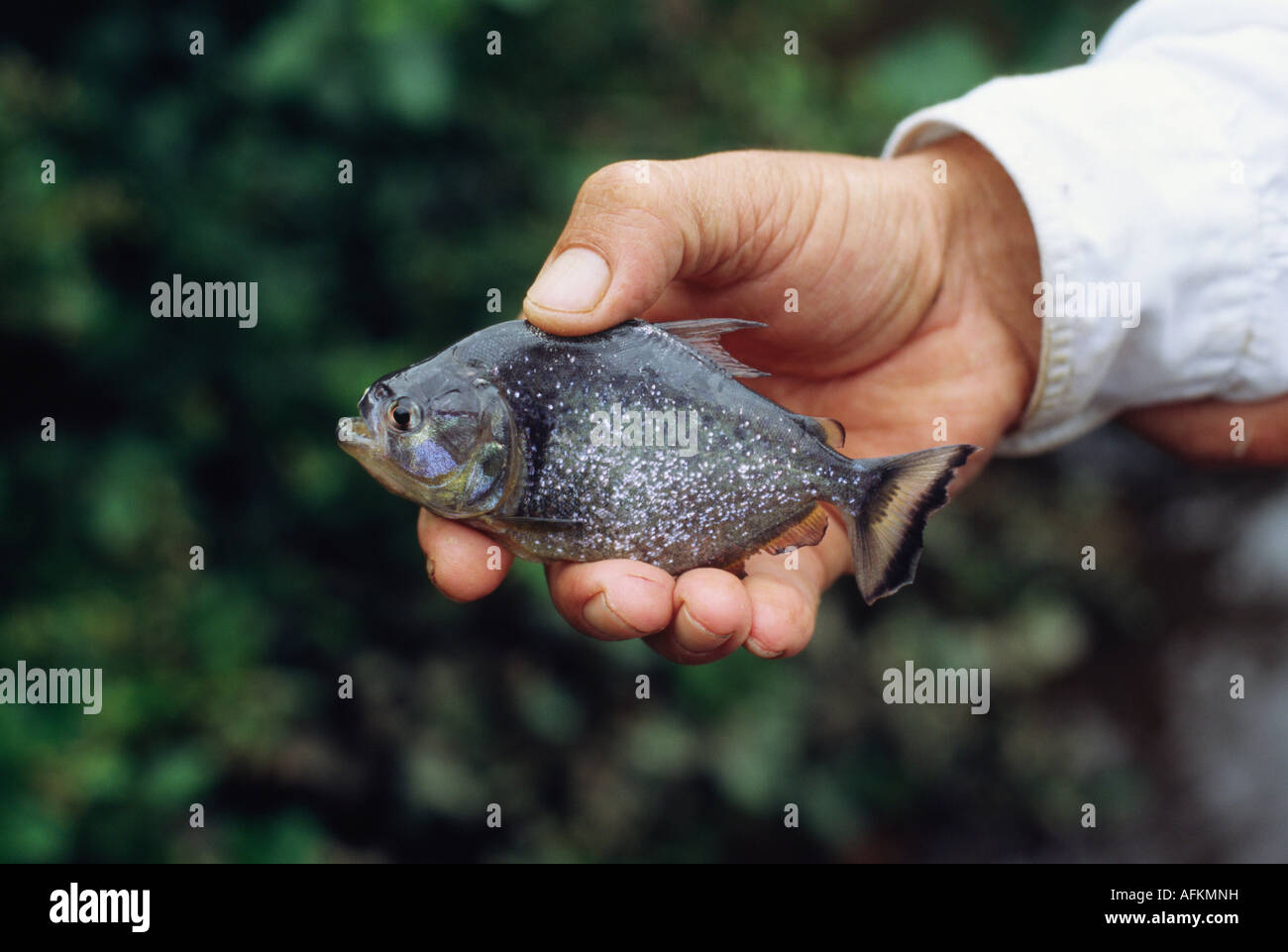 Piranha fishing - Amazon basin, Beni BOLIVIA Stock Photo - Alamy