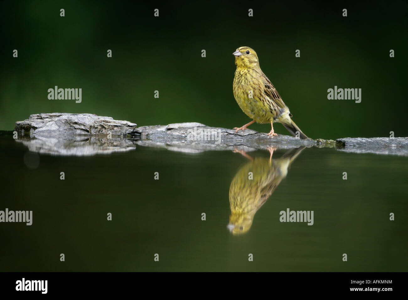 Yellowhammer Emberiza citrinella female Stock Photo - Alamy