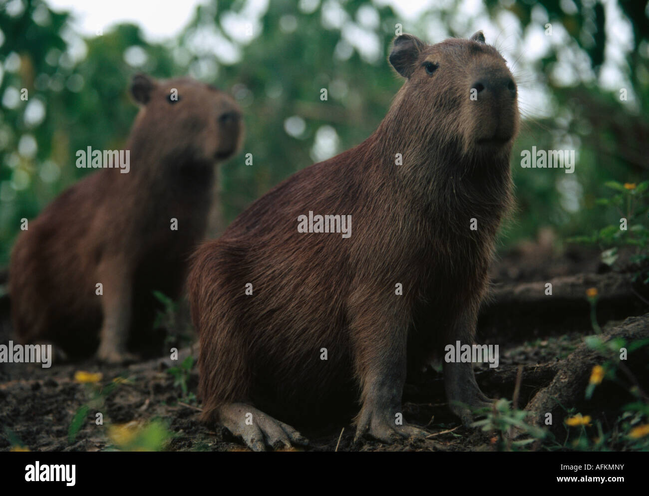 Capybaras bolivia hi-res stock photography and images - Alamy