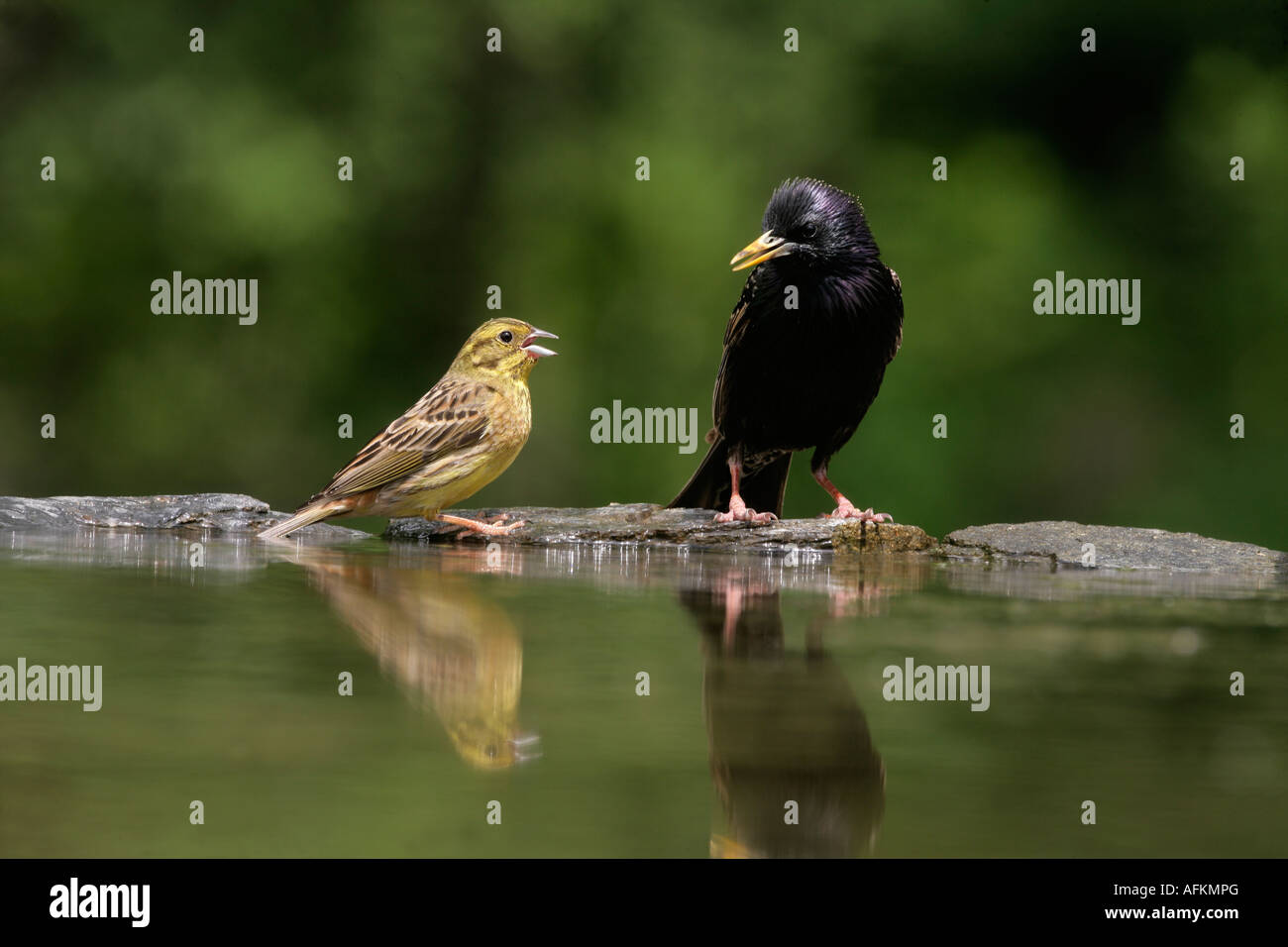 Yellowhammer Emberiza citrinella Hungary Female With starling Stock ...