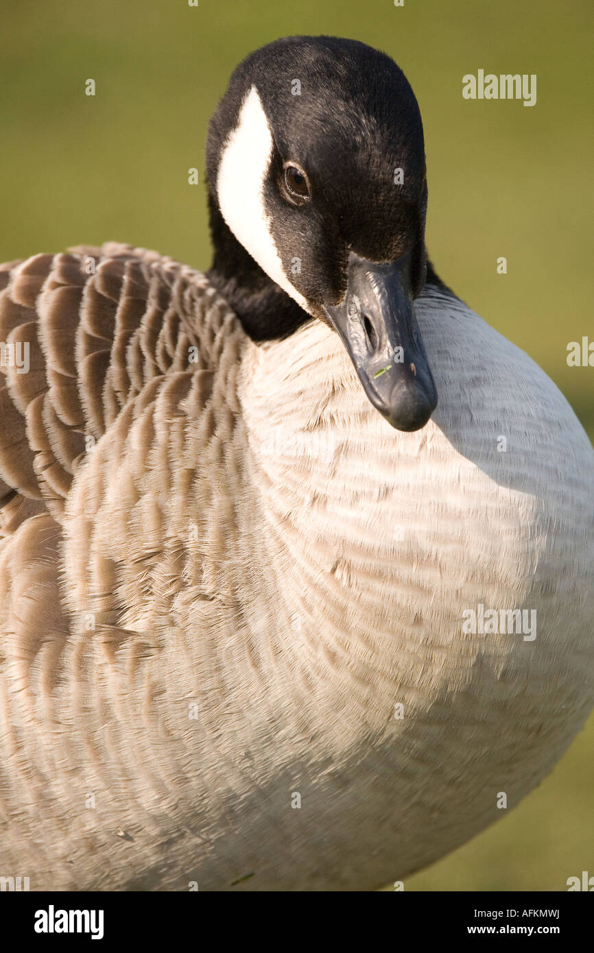 European canada Cut Out Stock Images & Pictures - Alamy