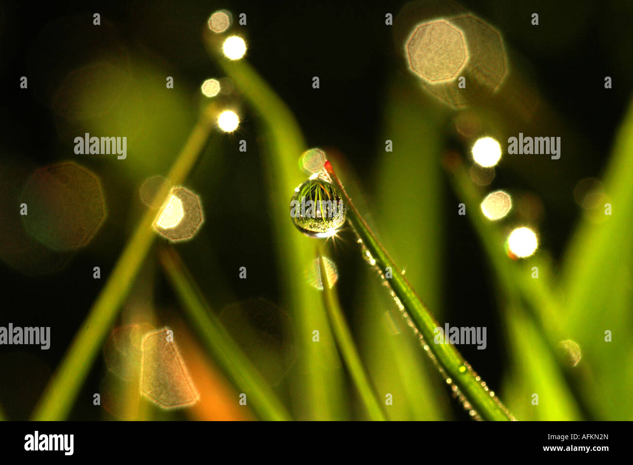dew droplet magnifying grass Stock Photo - Alamy