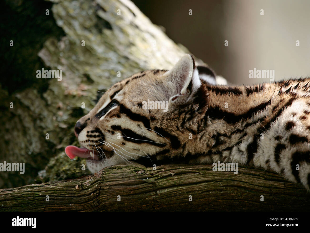 Ocelot Eating