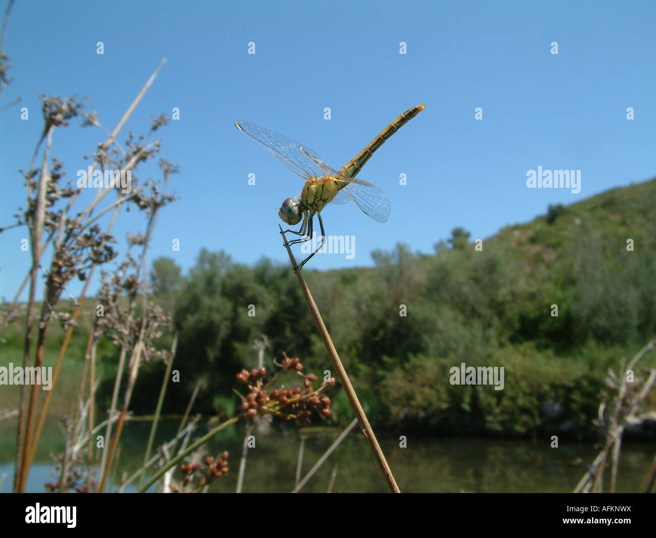 Dragonfly dragonflies odonata anisoptera hi-res stock photography and ...