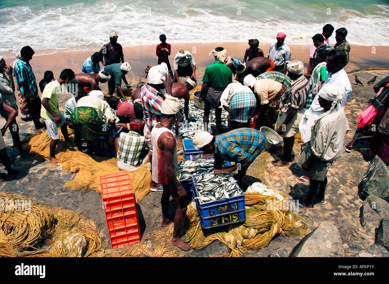 Fishermen sorting fish in Kerala fishing Stock Photo - Alamy