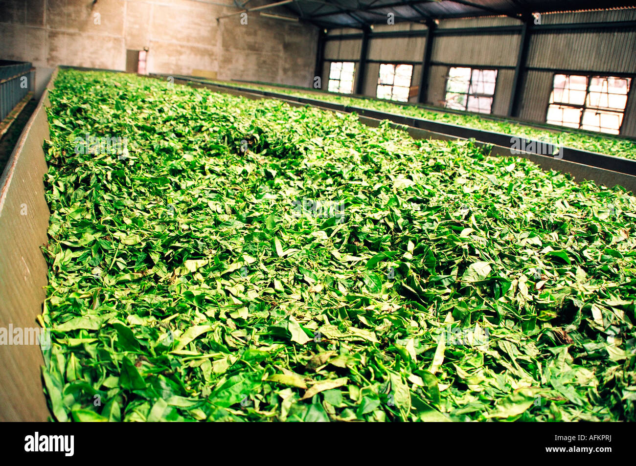 Picked tea leaves being dried and processed at plantation in India ...