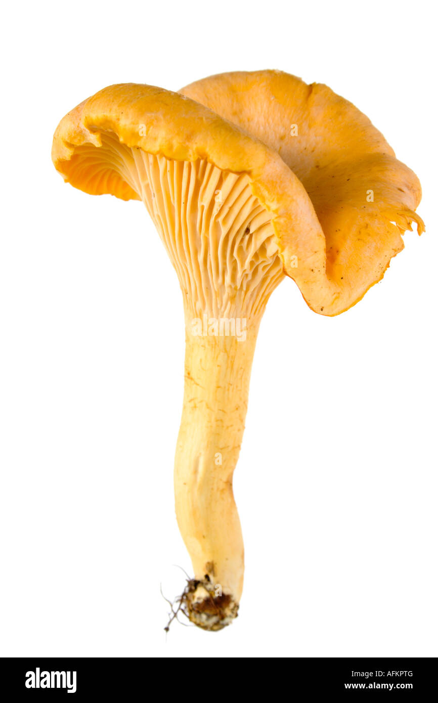 fresh beautiful chanterelle isolated on white Stock Photo - Alamy
